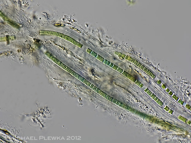 Freshwater and other micro-organisms from Germany: Schizothrix sp. , Procaryota/ Cyanobacteria